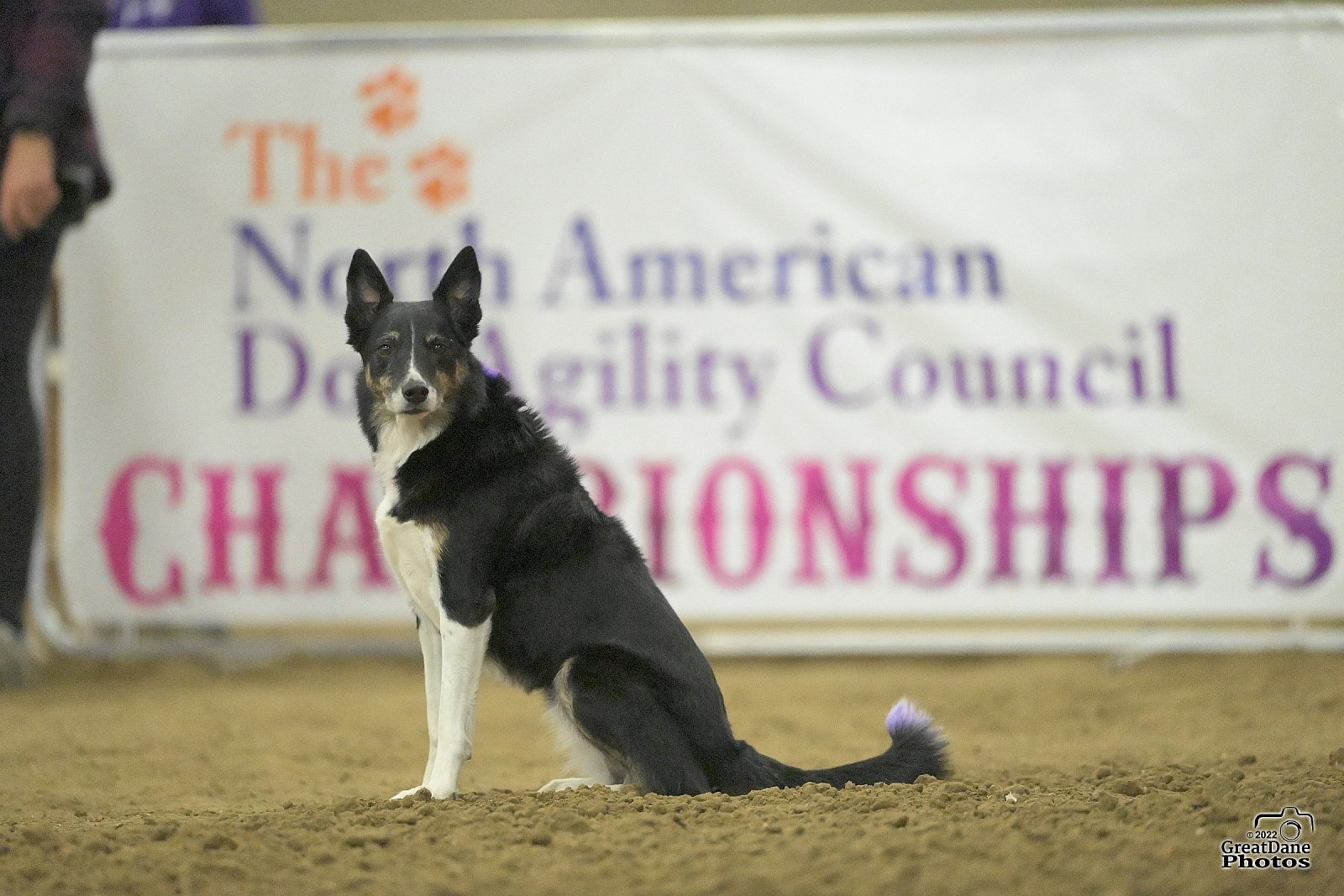2022 NADAC Championships Gillette WY Events NADAC Events Www
