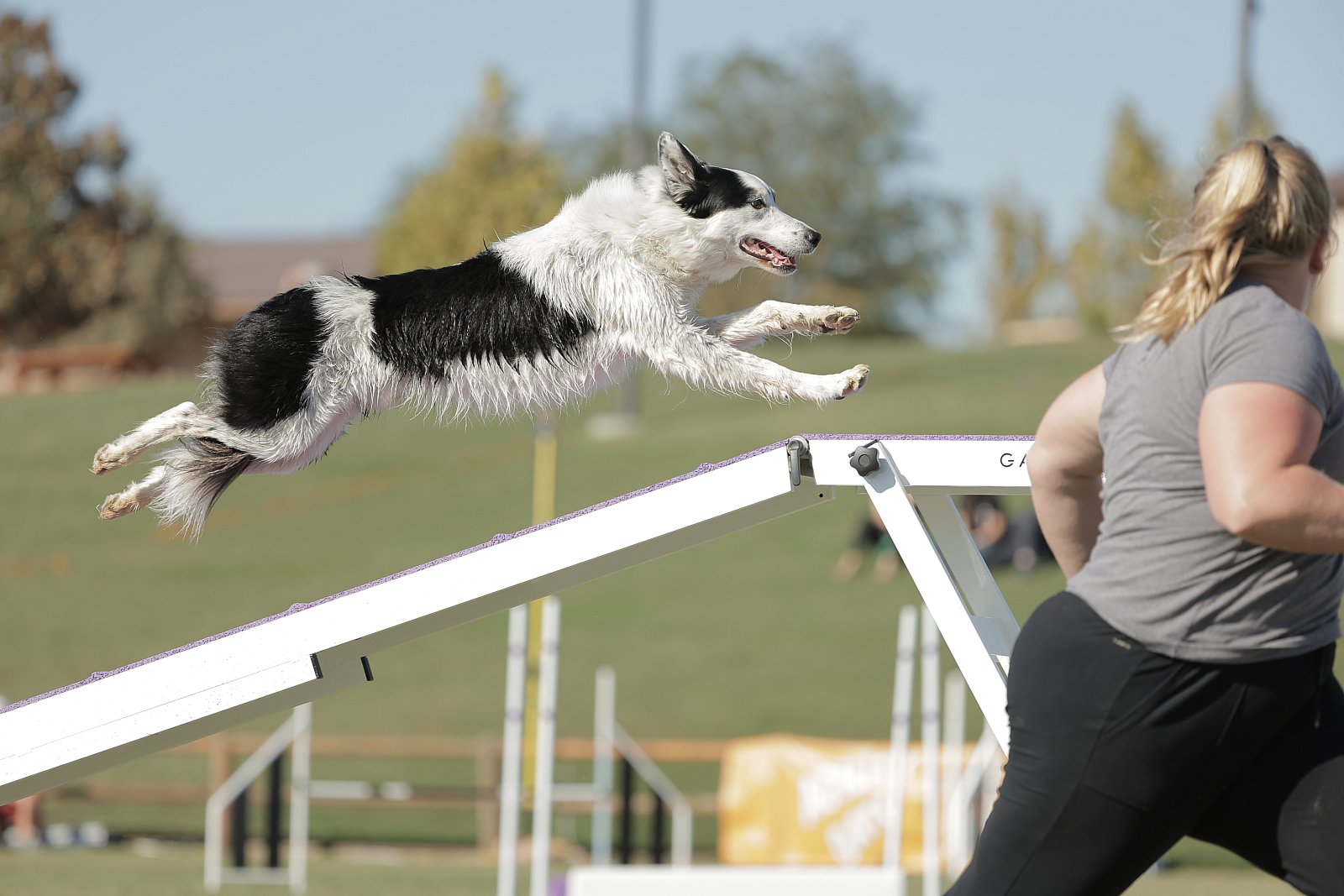 Updates - www.greatdanephotos.com