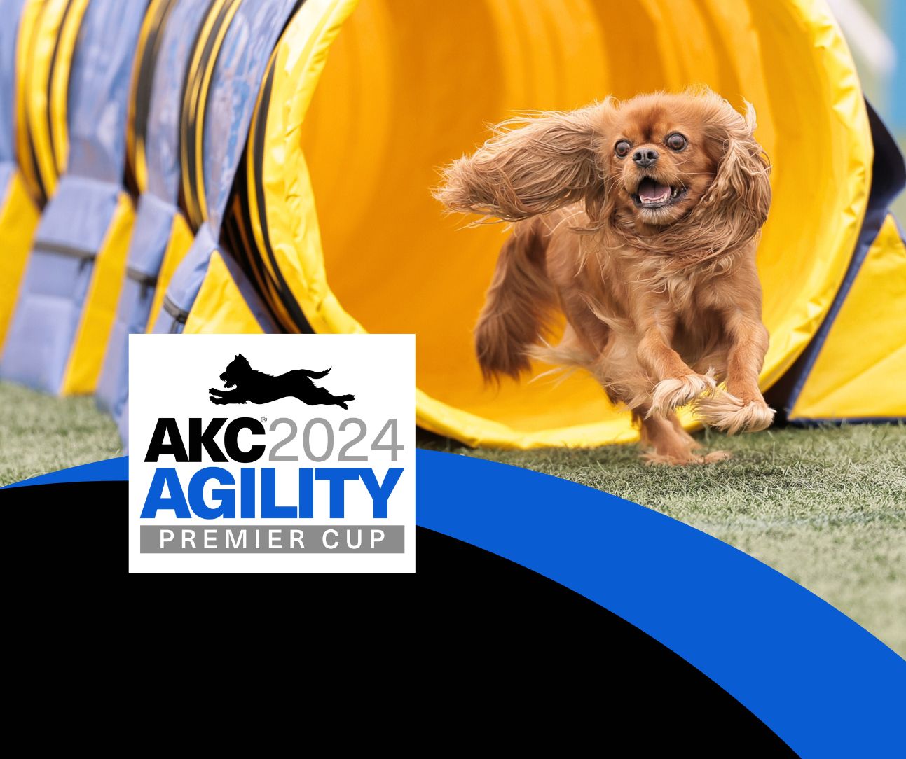 2024 AKC Premier Cup - Events - AKC Events - www.greatdanephotos.com