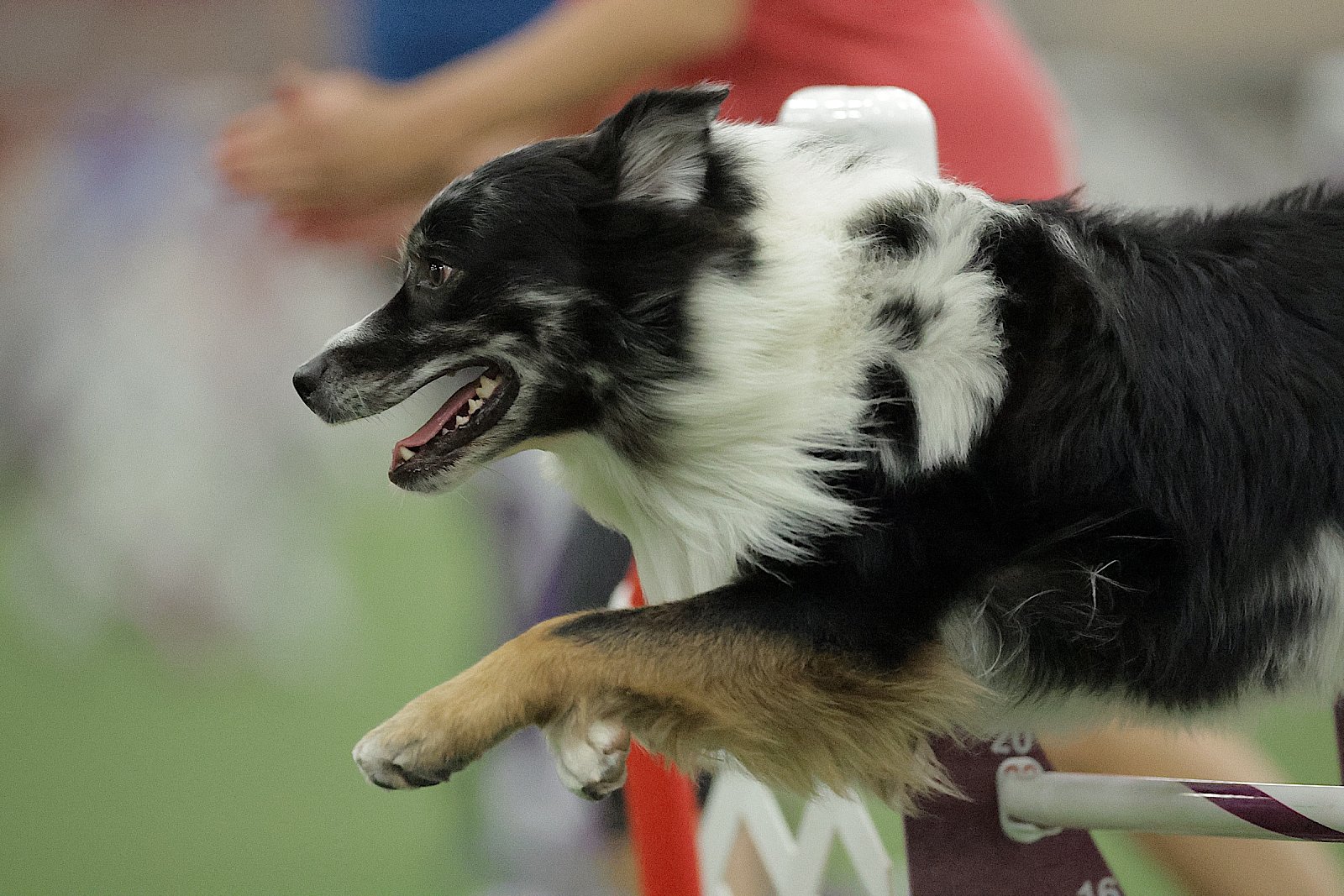 2024 AKC Agility League Championship - Events - AKC Events - www ...