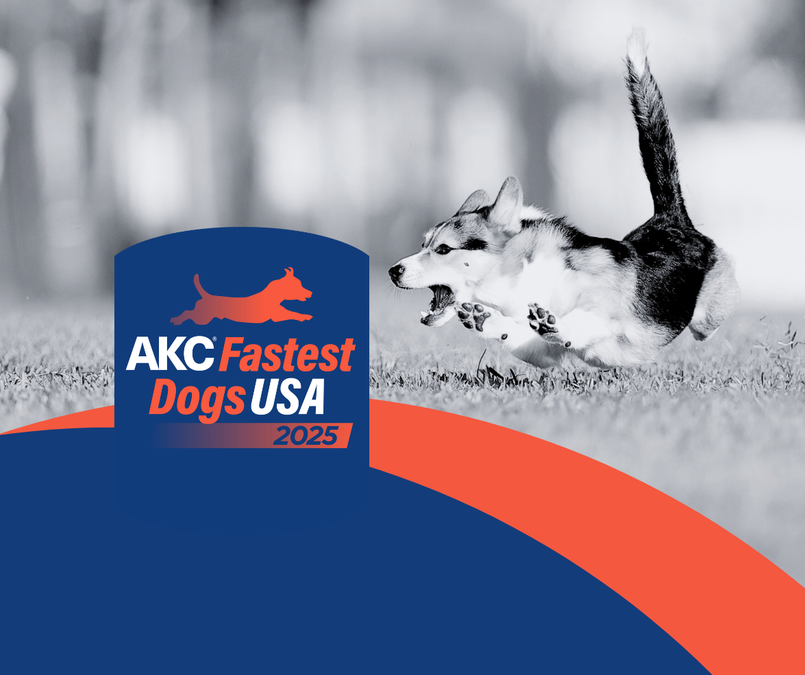 2025 AKC Fastest Dogs USA - Unidentified-Dogs - Events - AKC Events ...